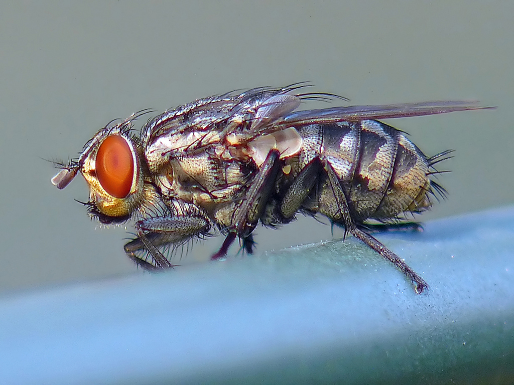 Going Down the Rabbit Hole of Evo-devo: Deep Homology • theGIST